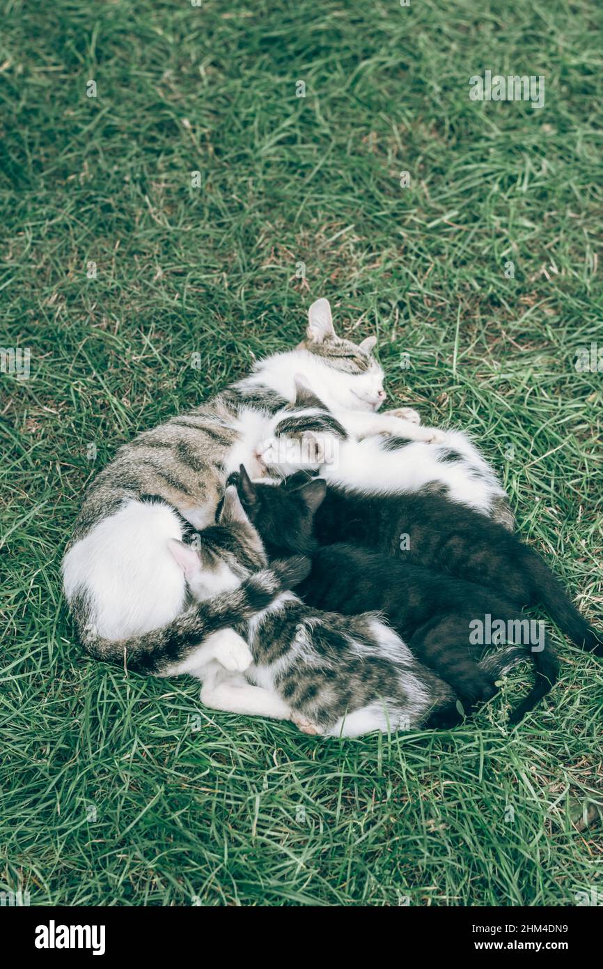 cat breastfeeding cat babies in the garden Stock Photo - Alamy