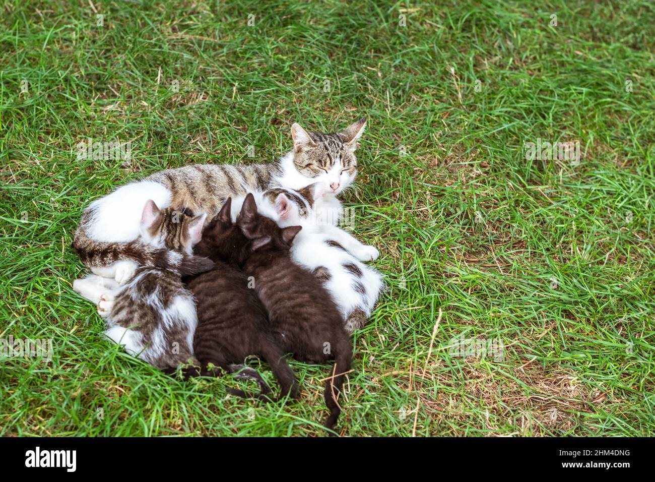 cat breastfeeding cat babies in the garden Stock Photo - Alamy