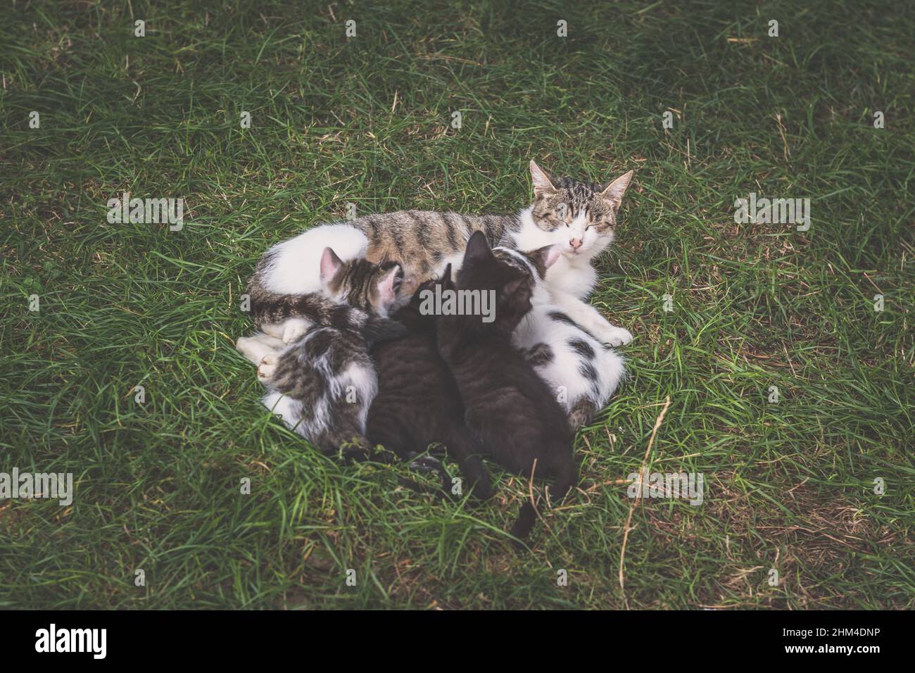 cat breastfeeding cat babies in the garden Stock Photo - Alamy