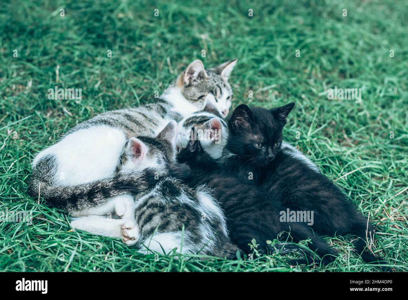 cat breastfeeding cat babies in the garden Stock Photo - Alamy