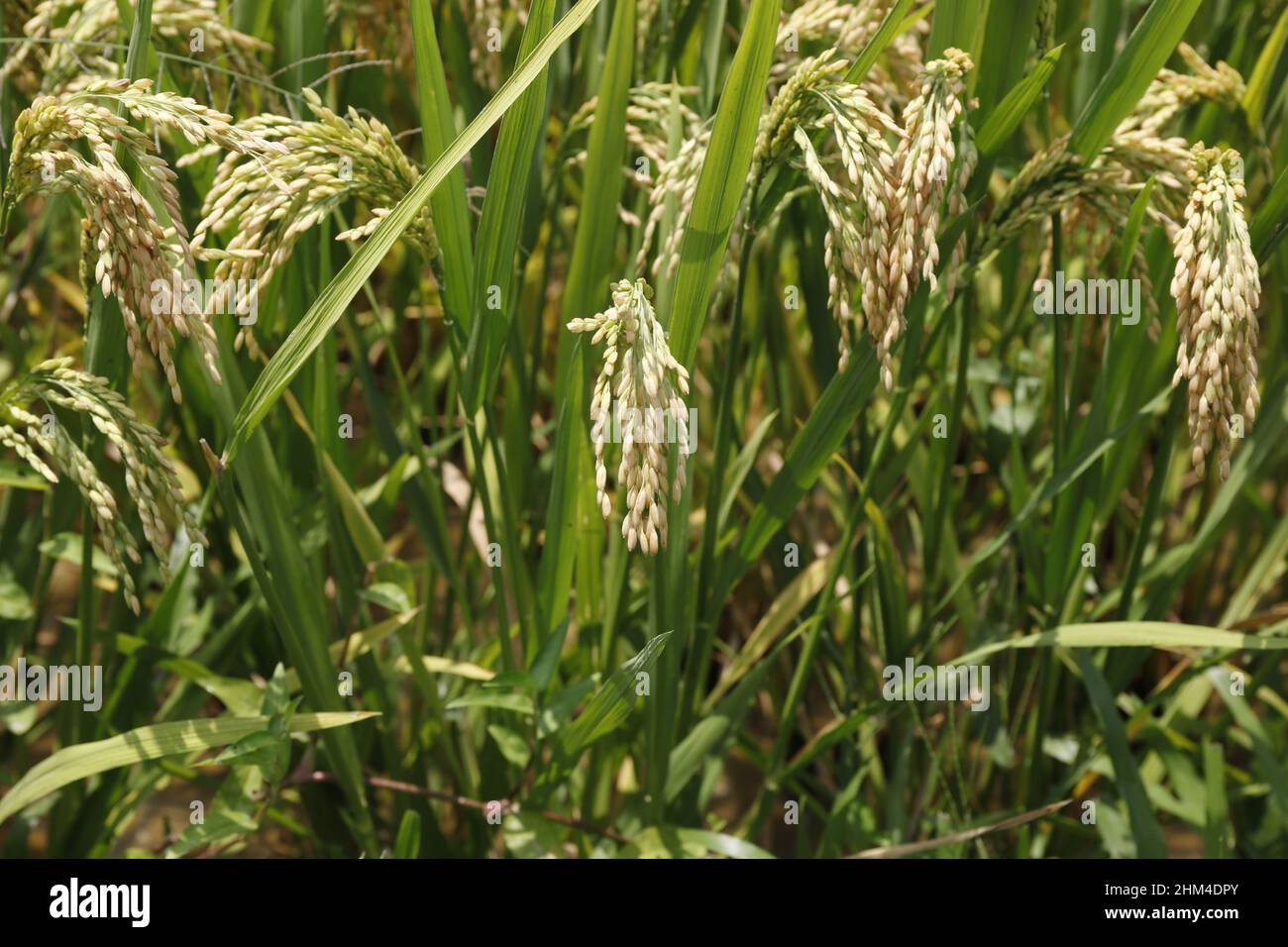 The rice field Stock Photo - Alamy