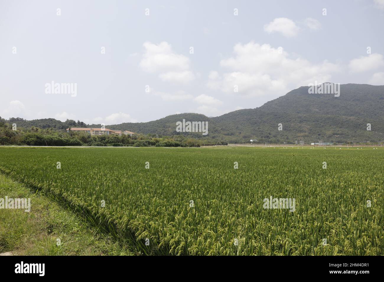 The rice field Stock Photo - Alamy