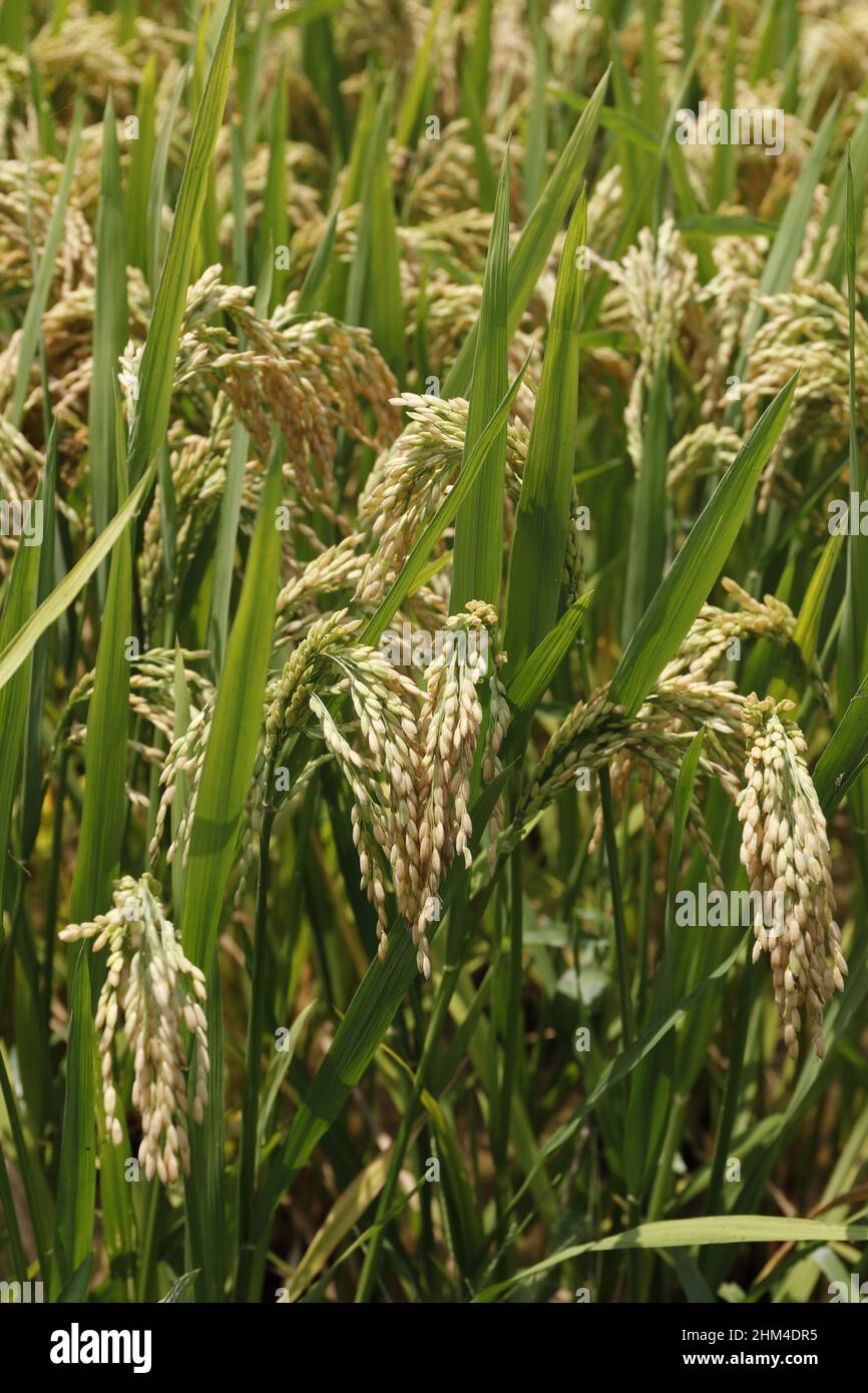 The rice field Stock Photo - Alamy