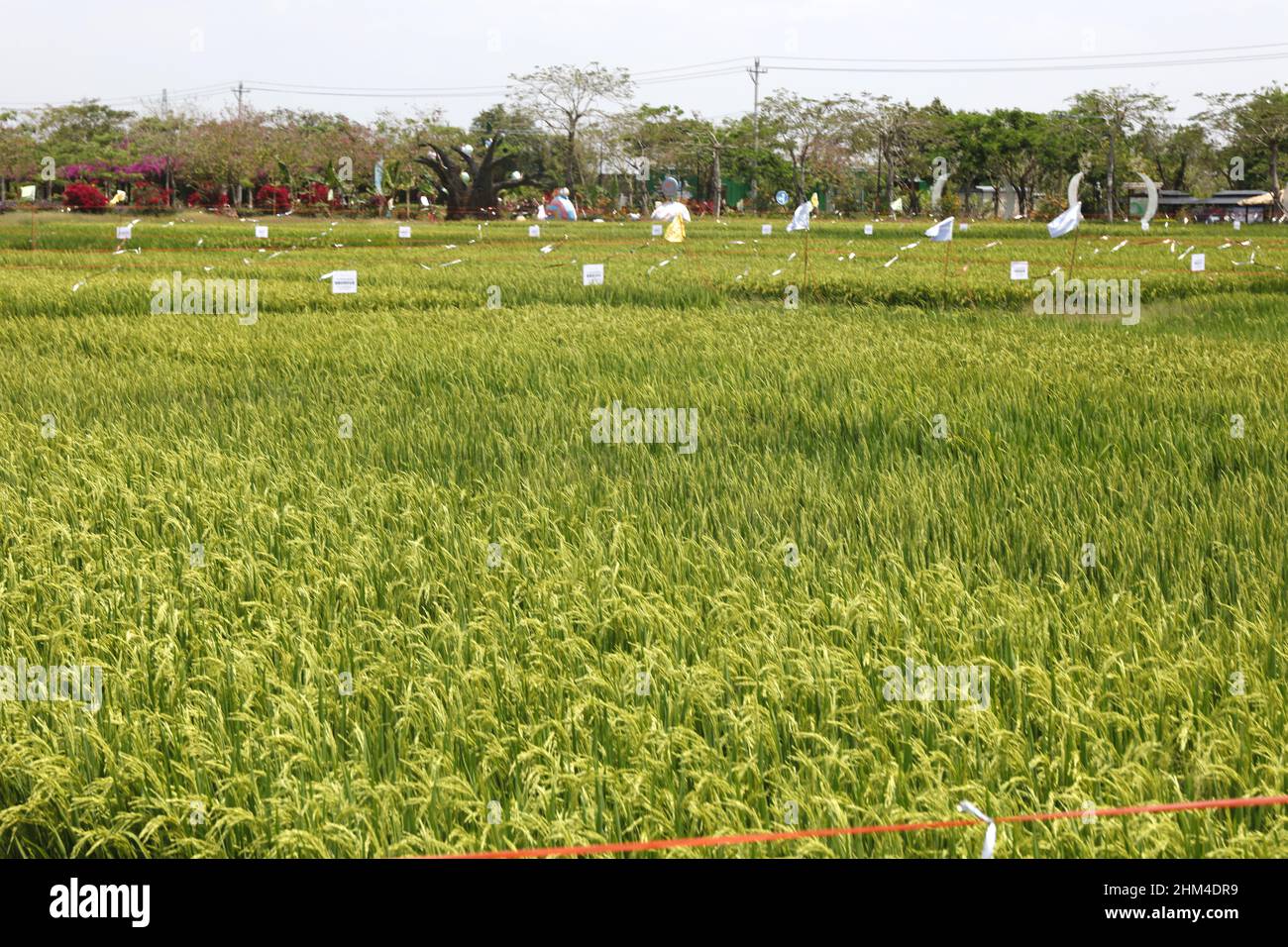 The rice field Stock Photo - Alamy