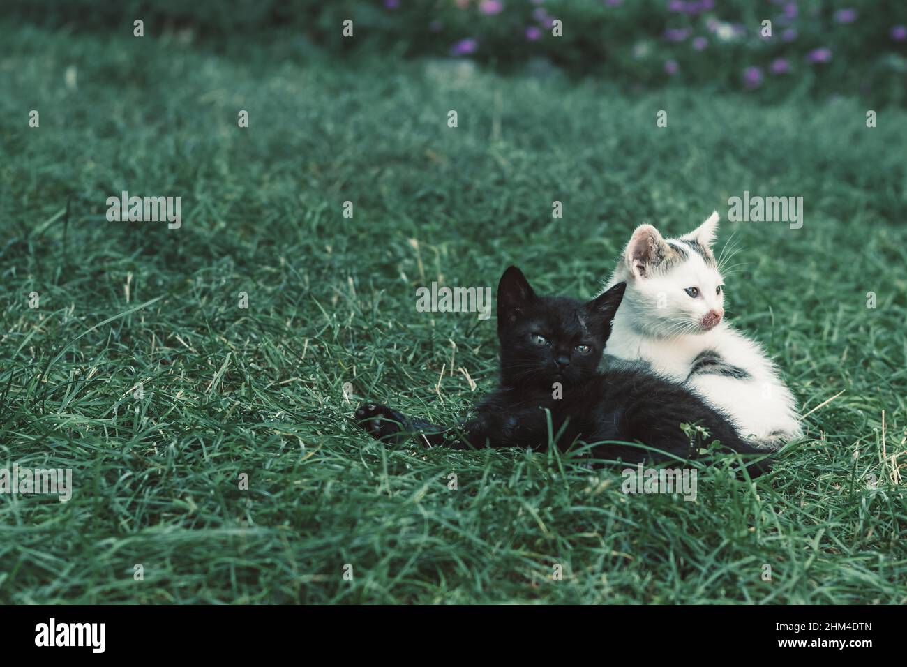 cute cat pets playing together in green grass Stock Photo - Alamy
