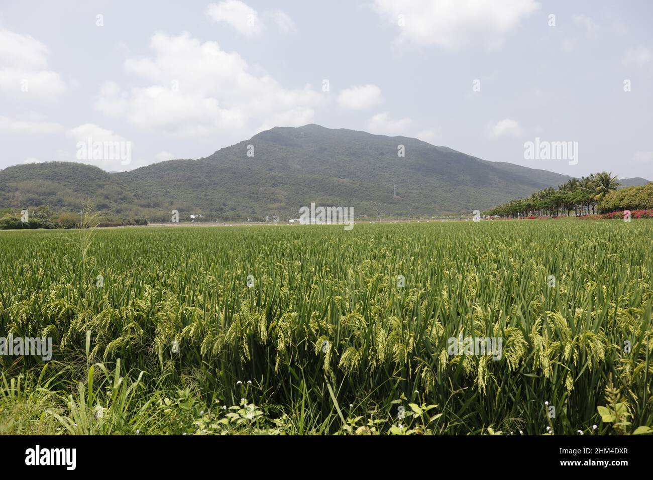 The rice field Stock Photo - Alamy