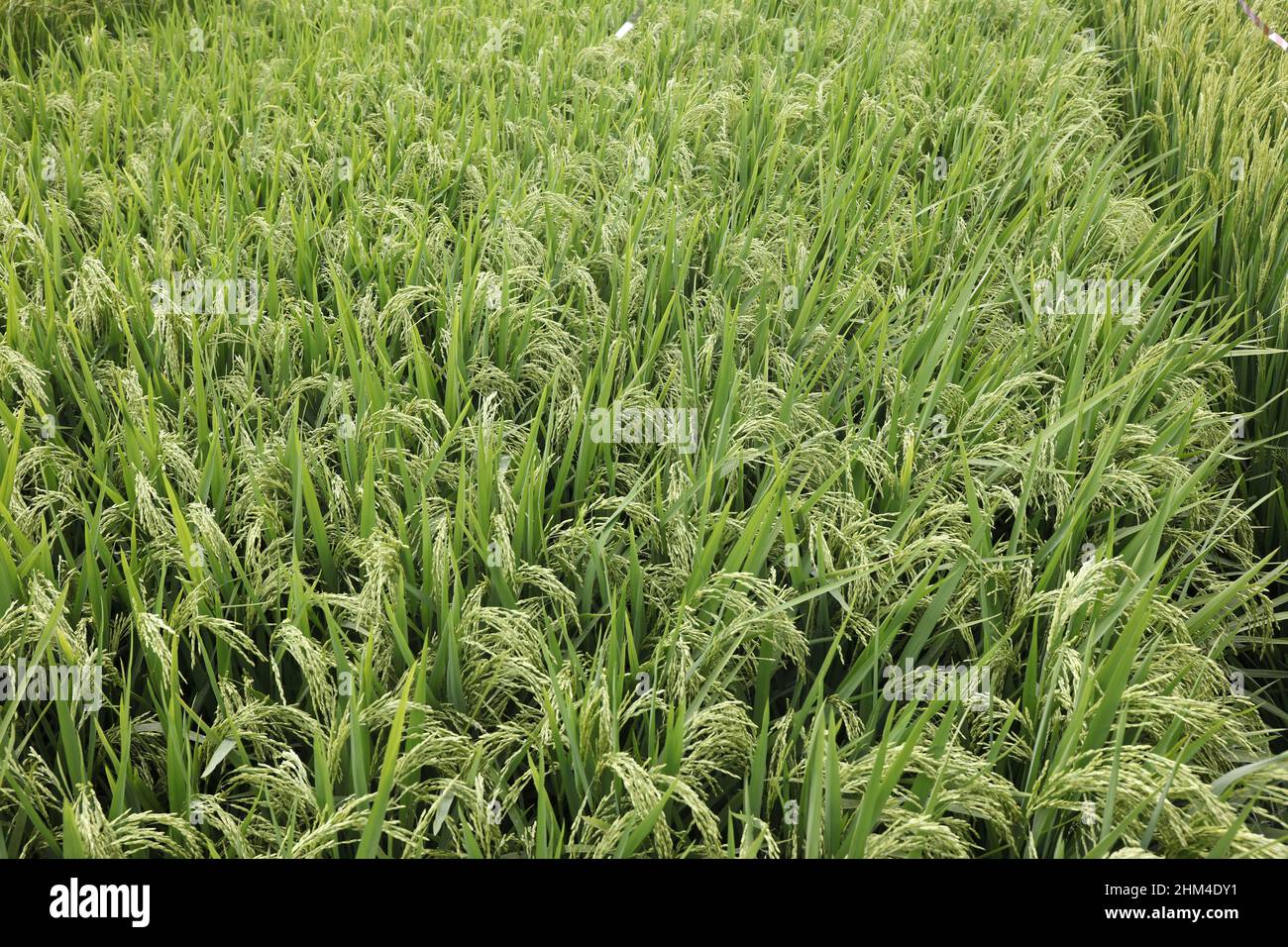 The rice field Stock Photo - Alamy