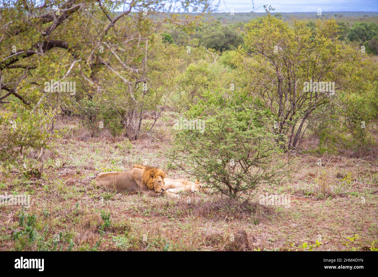Lions in natural habitat hi-res stock photography and images - Alamy