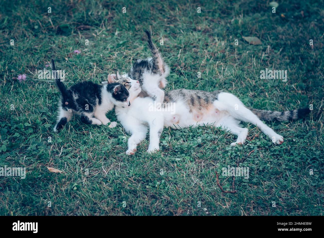 cute cat pets playing together in green grass Stock Photo - Alamy