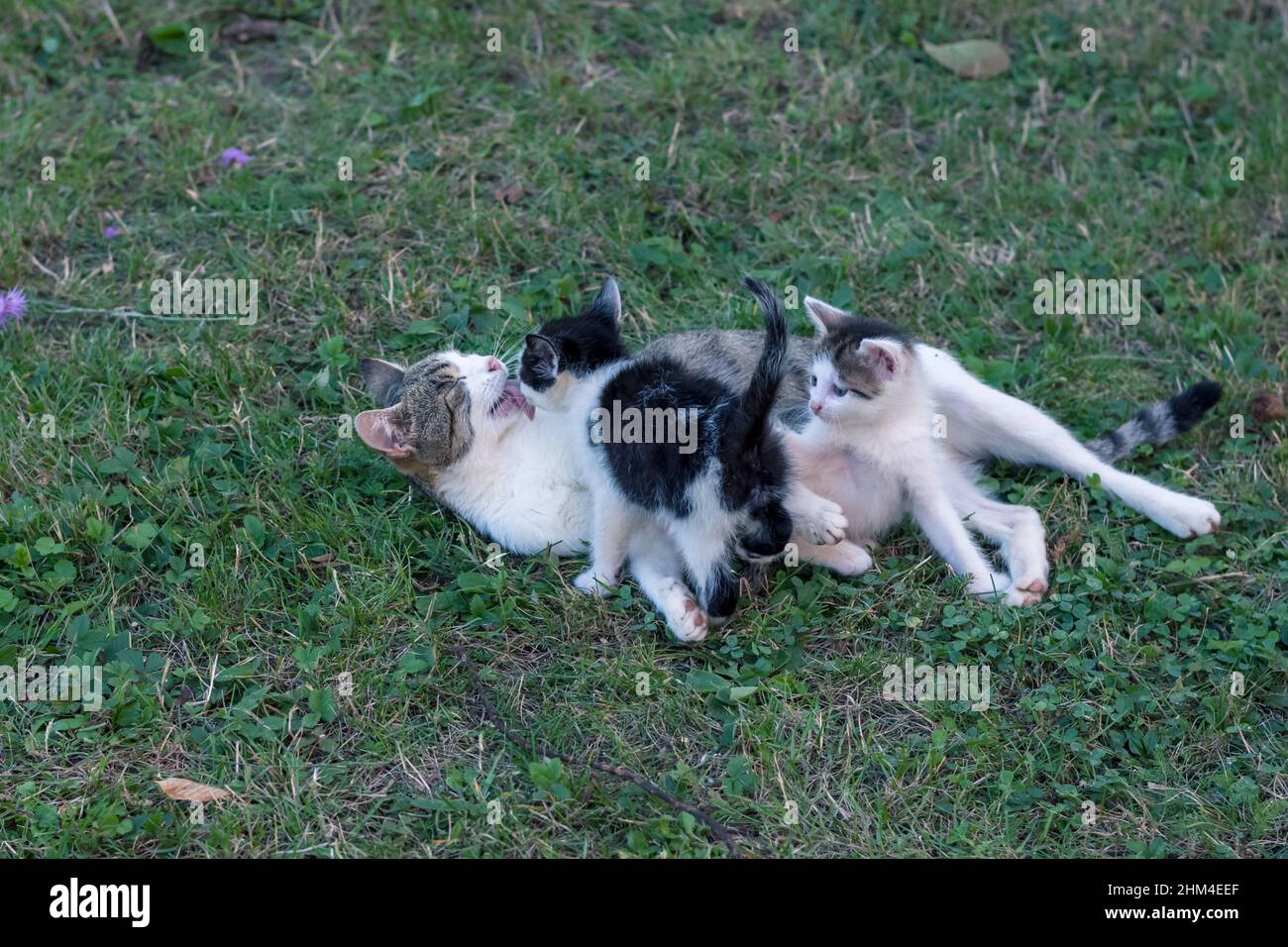 cat breastfeeding cat babies in the garden Stock Photo - Alamy