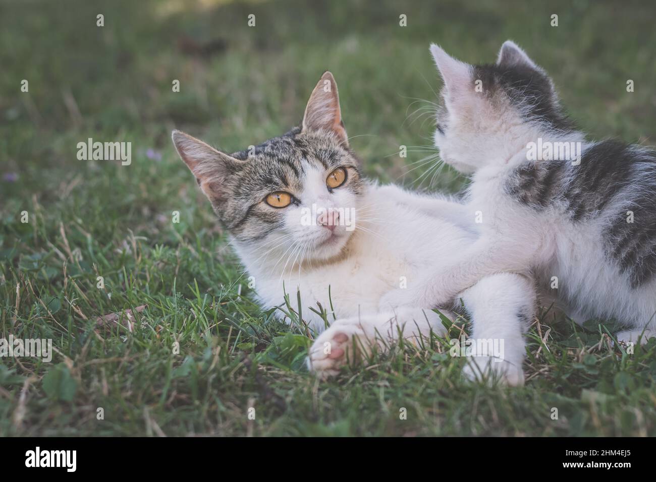 cat having fun with cat babies in the garden Stock Photo - Alamy