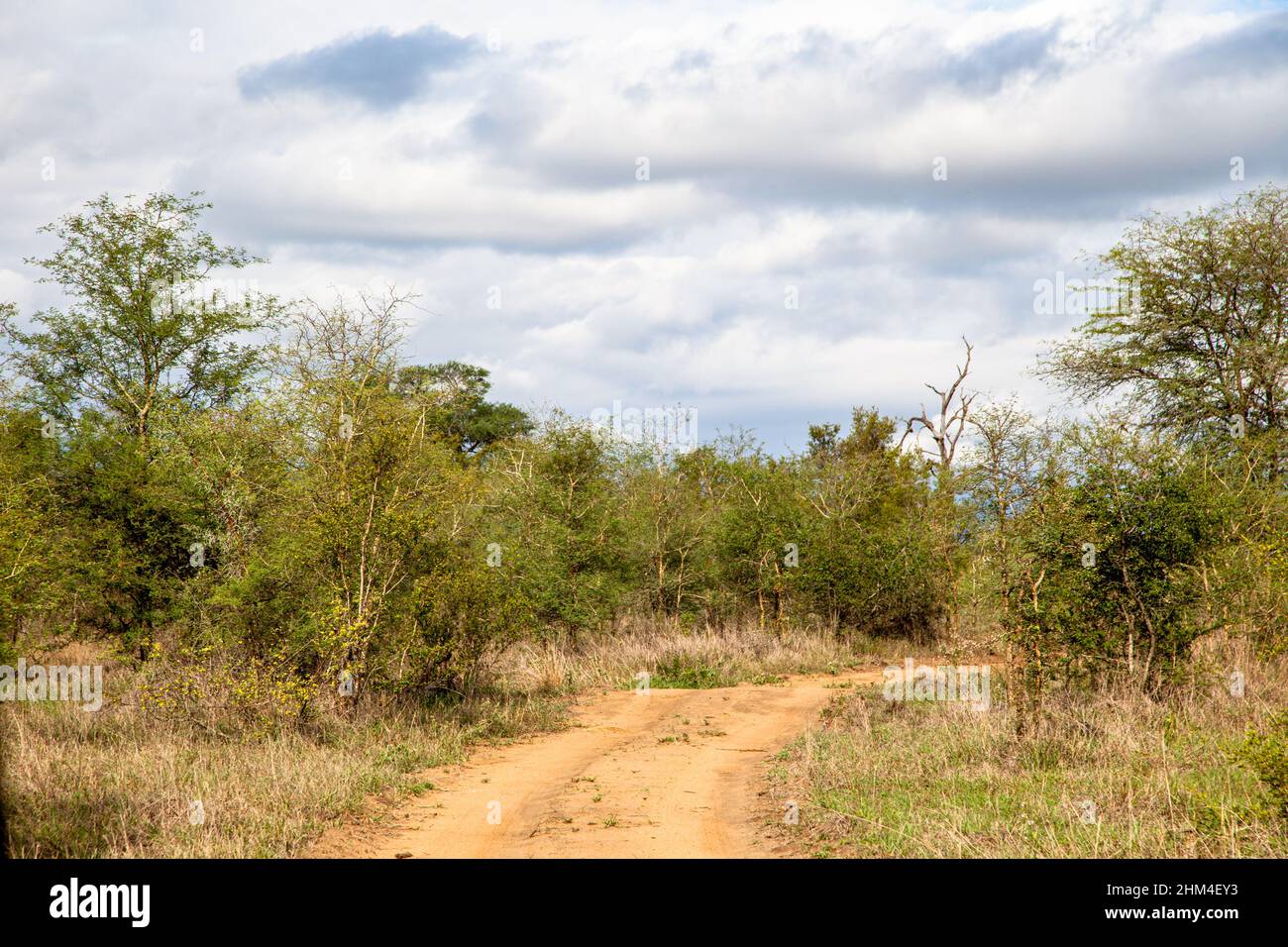 Safari in South Africa. Bushes Stock Photo - Alamy