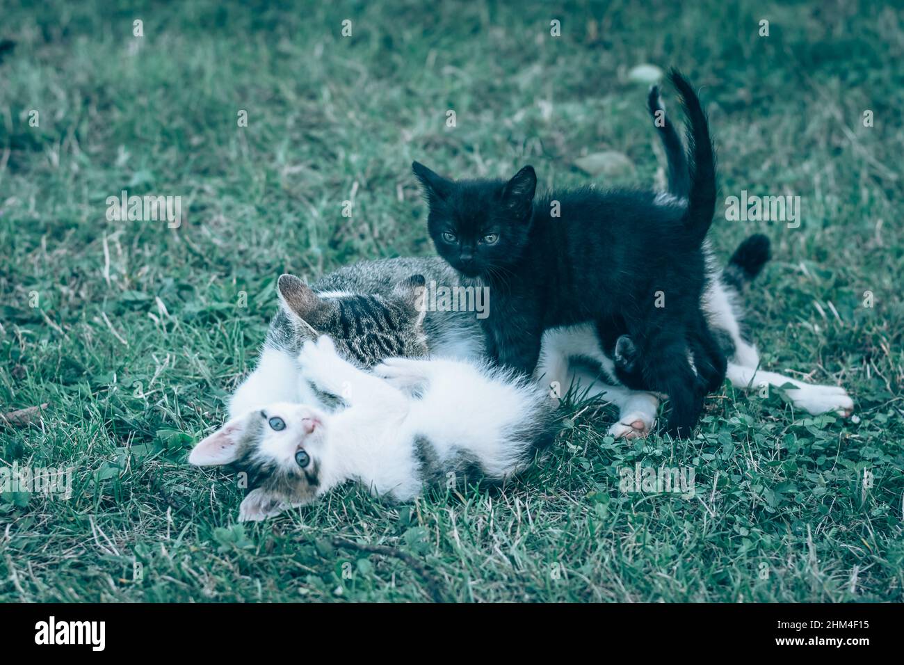 Cat is having fun hi-res stock photography and images - Alamy