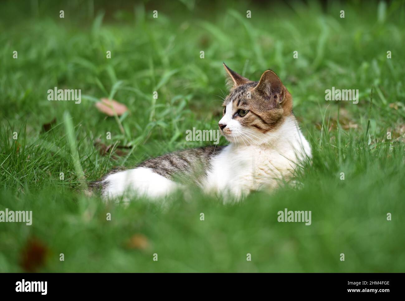 A group of wild stray cats Stock Photo - Alamy
