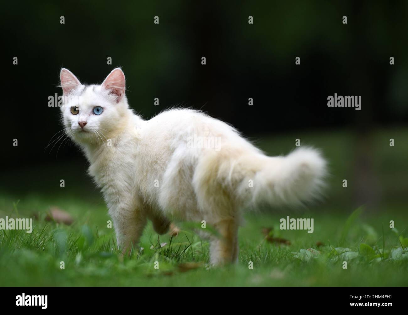 A group of wild stray cats Stock Photo - Alamy