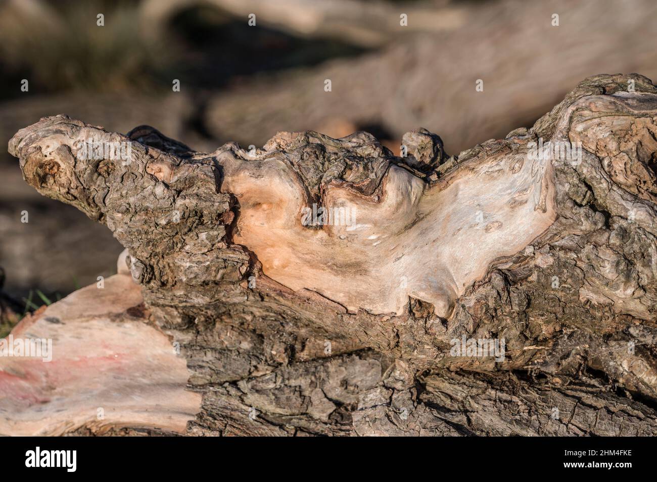Bark peeling off tree as it starts to rot away Stock Photo - Alamy