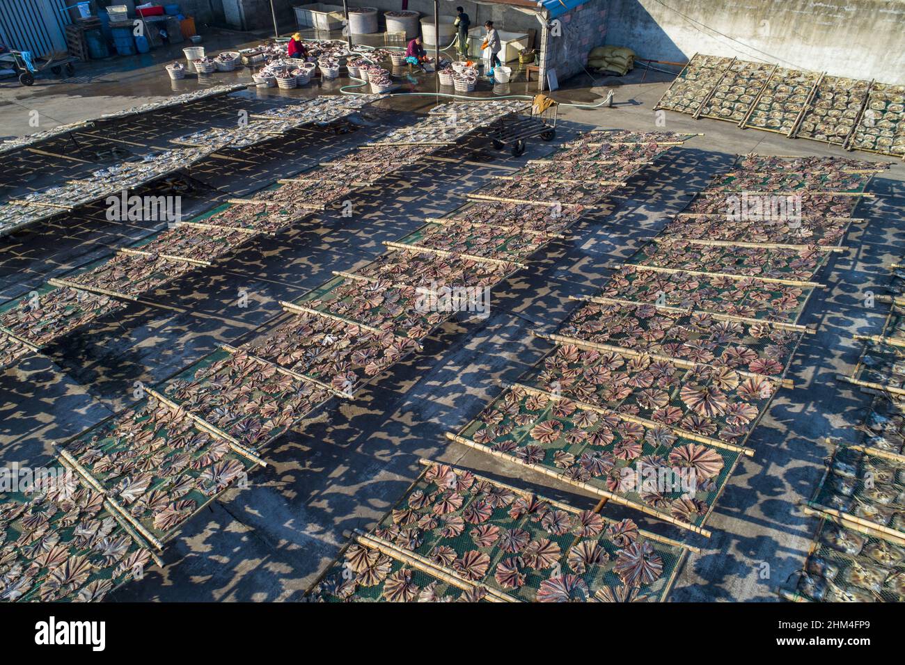 Seafood dried fish processing Stock Photo - Alamy