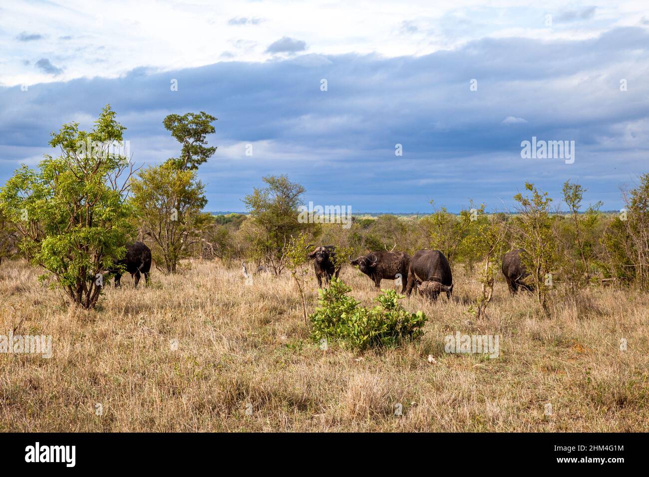 Safari in South Africa. Bushes Stock Photo - Alamy