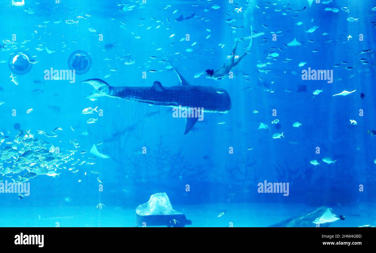 SHANGHAI, CHINA - FEBRUARY 4, 2022 - Tourists view the world's first ...