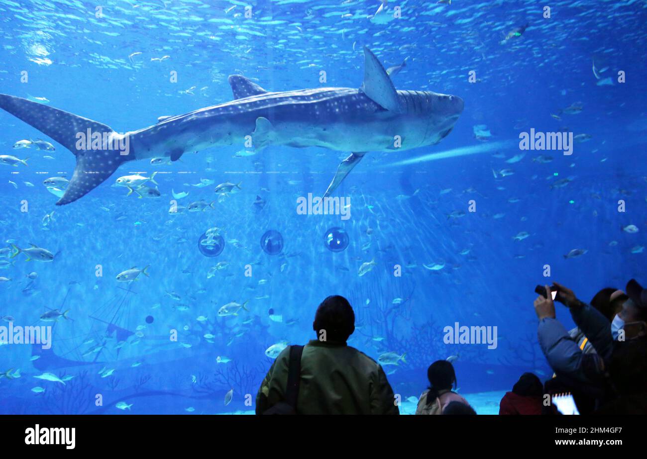 SHANGHAI, CHINA - FEBRUARY 4, 2022 - Tourists view the world's first ...