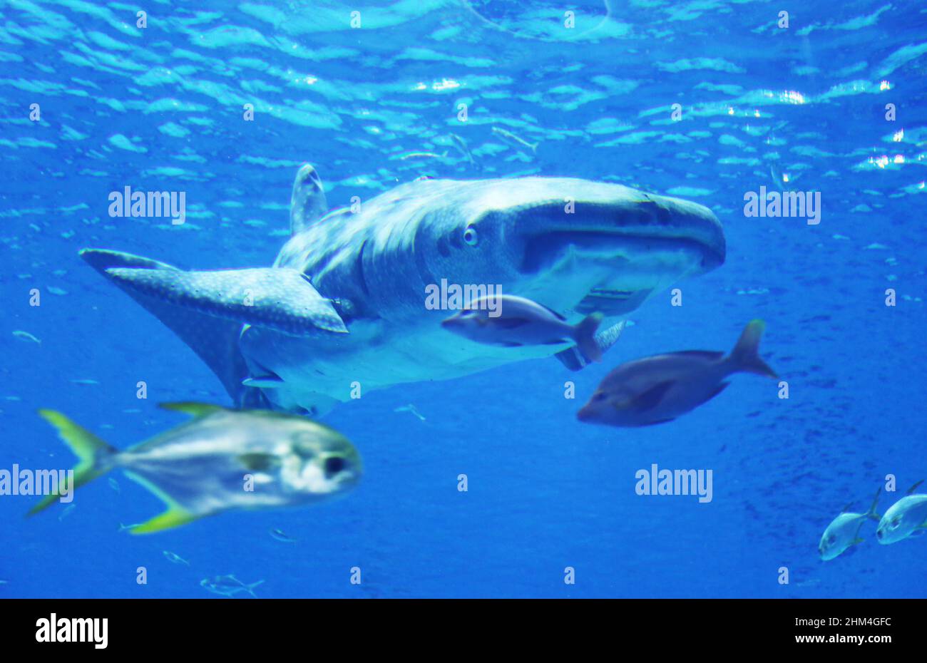 SHANGHAI, CHINA - FEBRUARY 4, 2022 - Tourists view the world's first ...