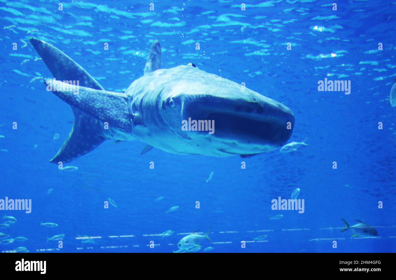 SHANGHAI, CHINA - FEBRUARY 4, 2022 - Tourists view the world's first ...
