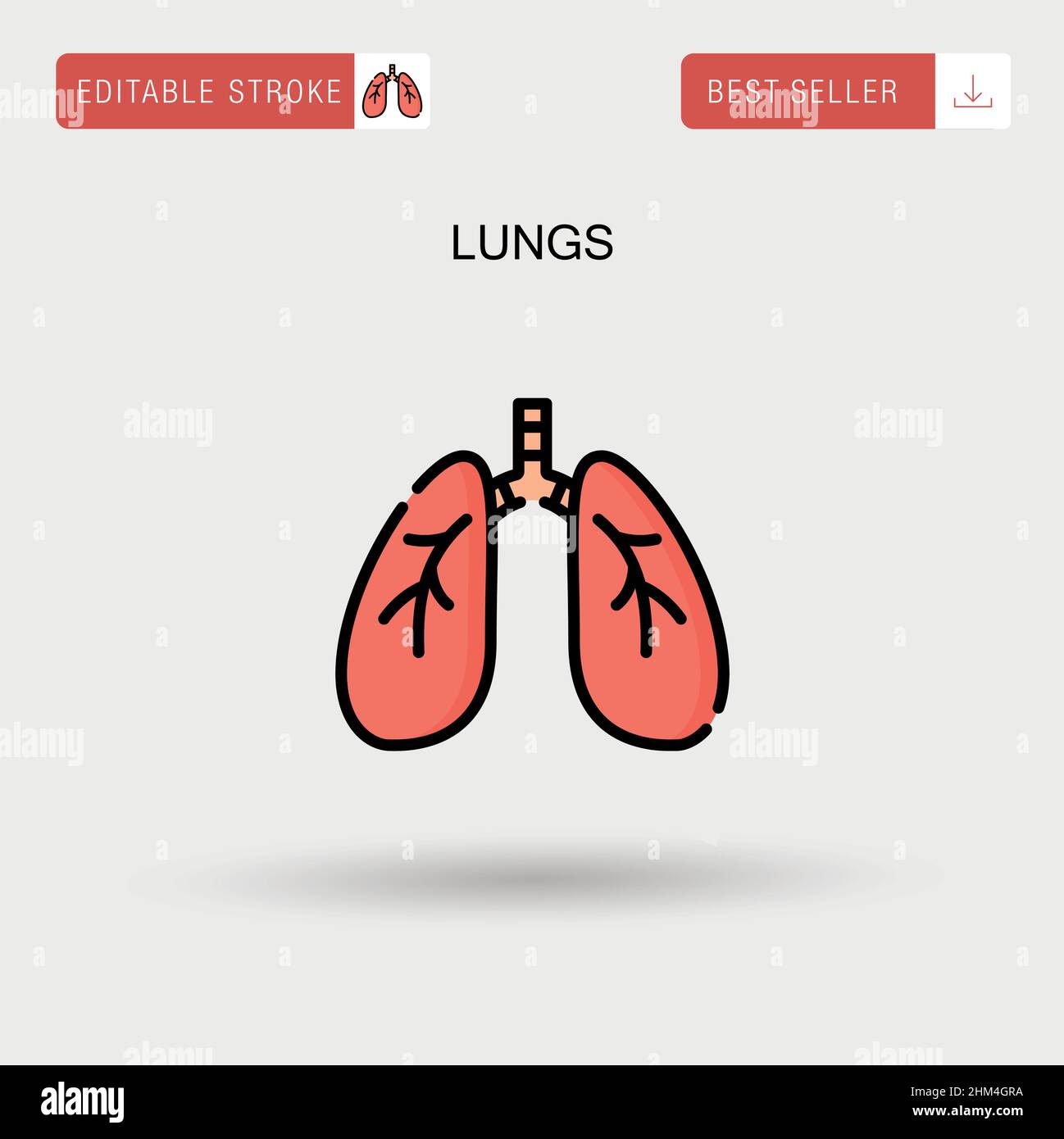 Human respiratory system lungs anatomy Stock Vector Images - Alamy