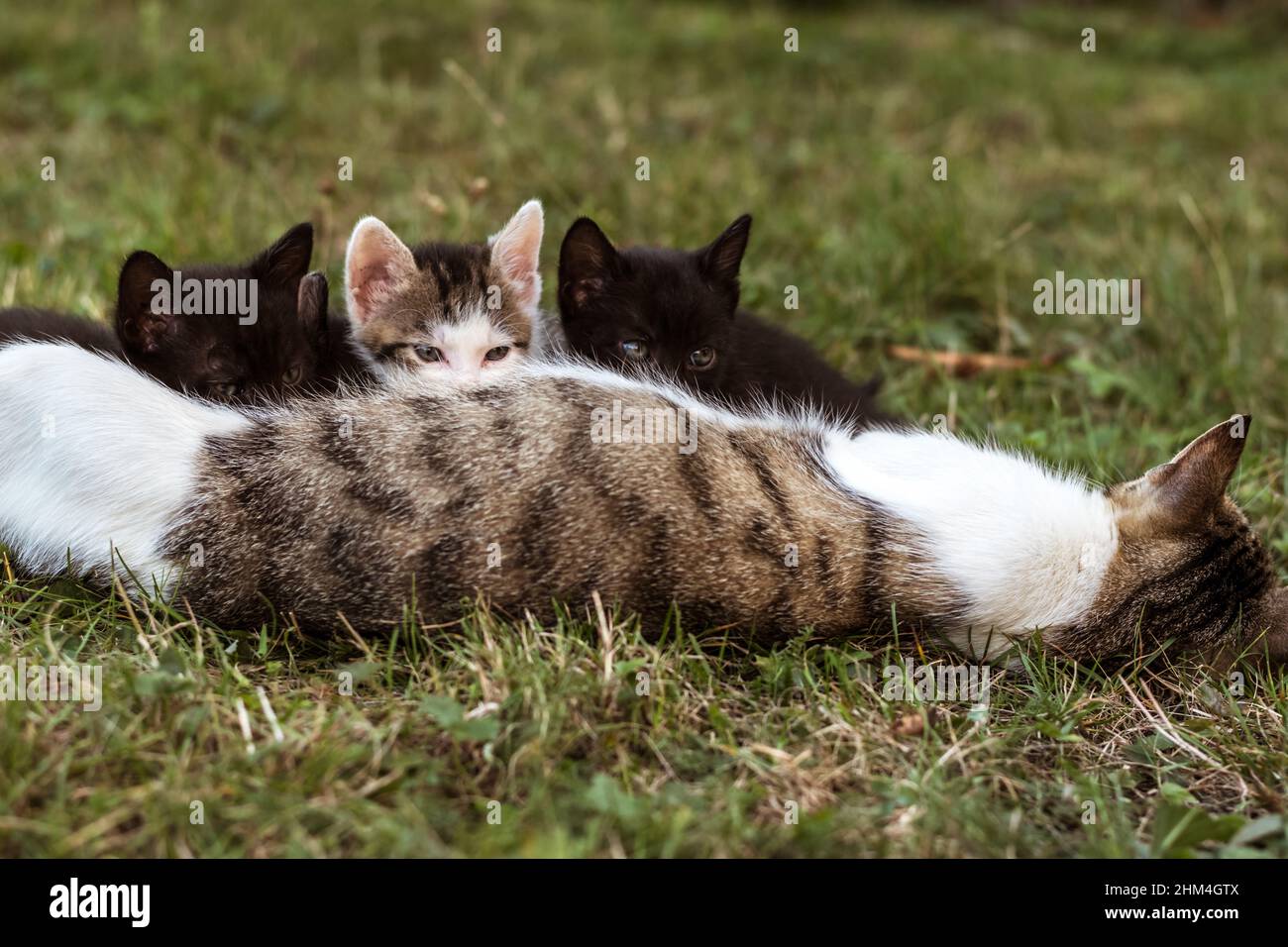 cat breastfeeding cat babies in the garden Stock Photo - Alamy