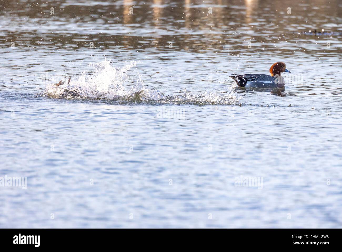 Duck looses fight! While photographing a pair of Pochard Ducks, a large ...