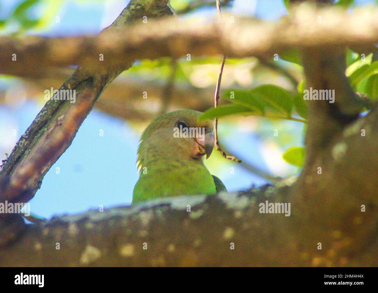 A brown-headed parrot, Poicephalus Cryptoxanthus, peaking out between ...
