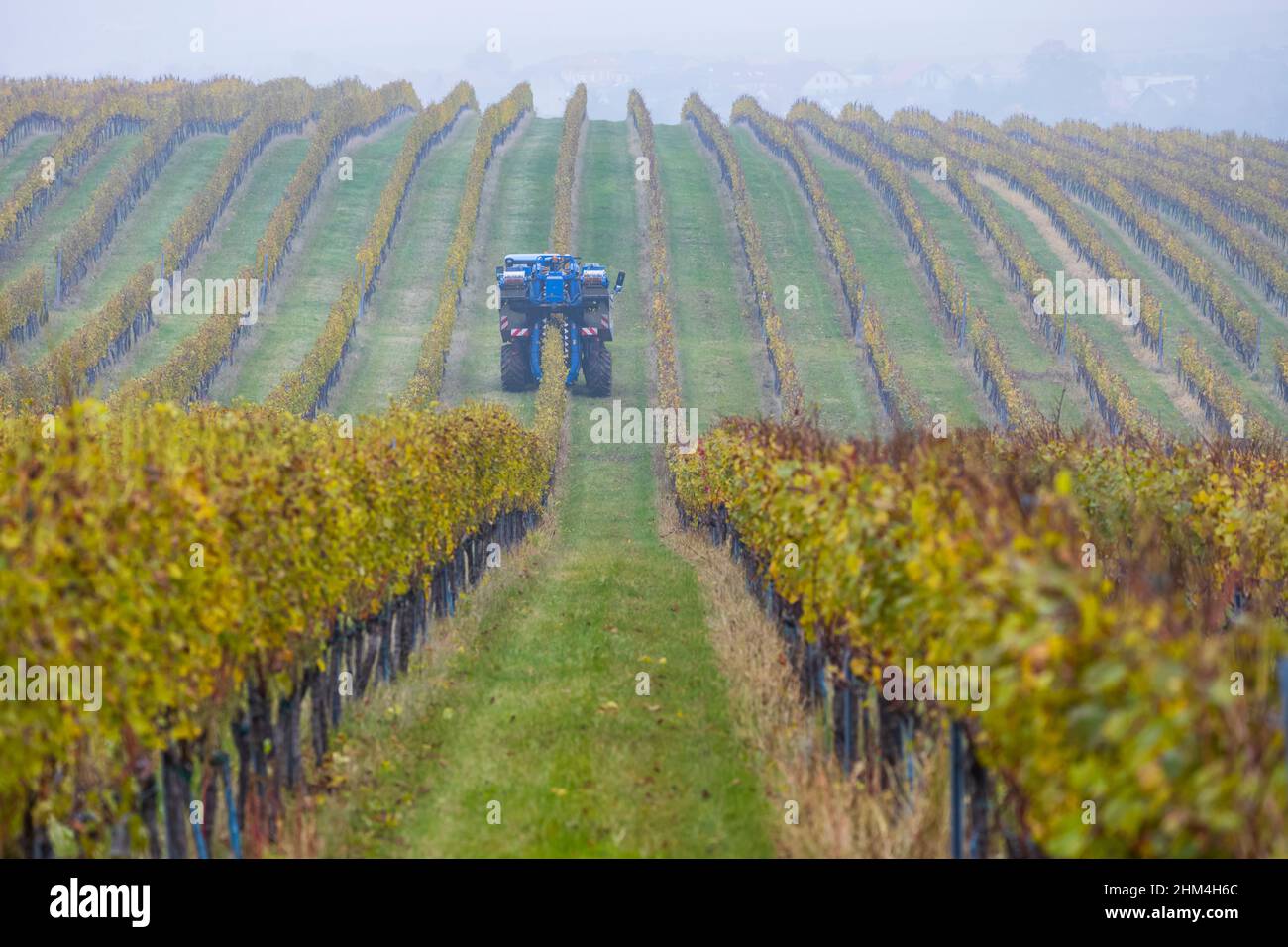 harvesting grapes with a combine harvester, Southern Moravia, Czech ...