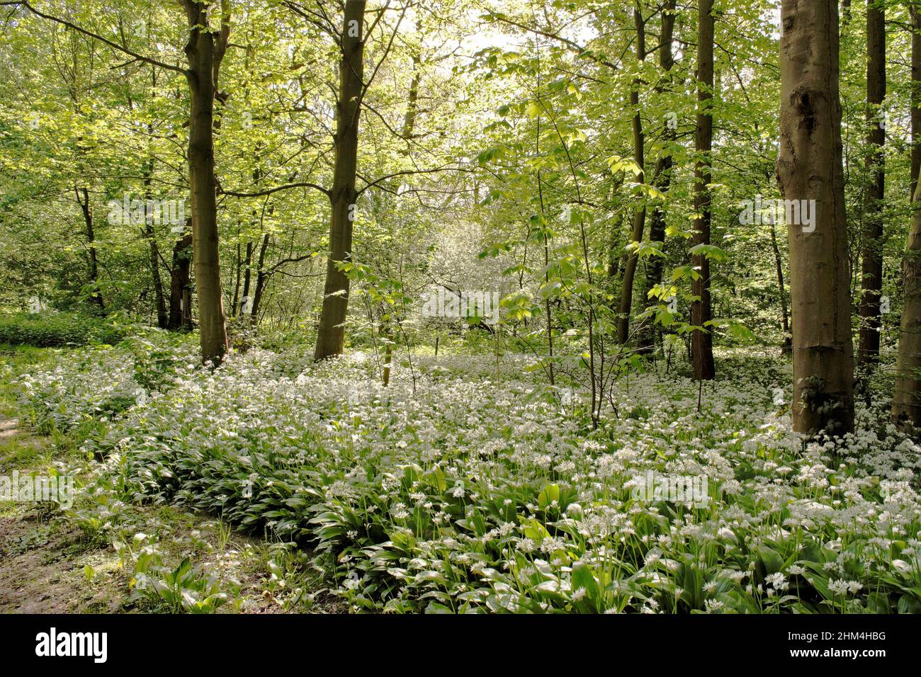 Spring forest flowers plants hi-res stock photography and images - Alamy