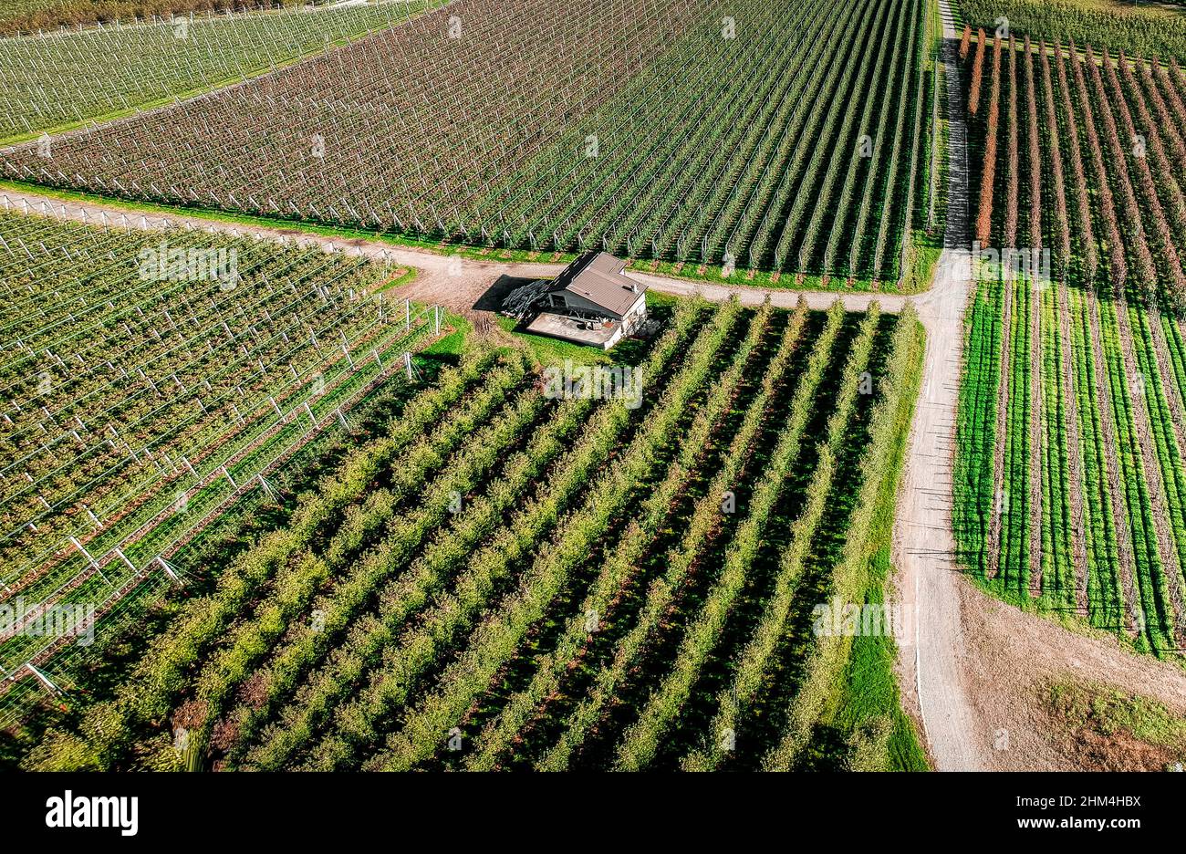 aerial view of a vineyard in the late afternoon Stock Photo - Alamy