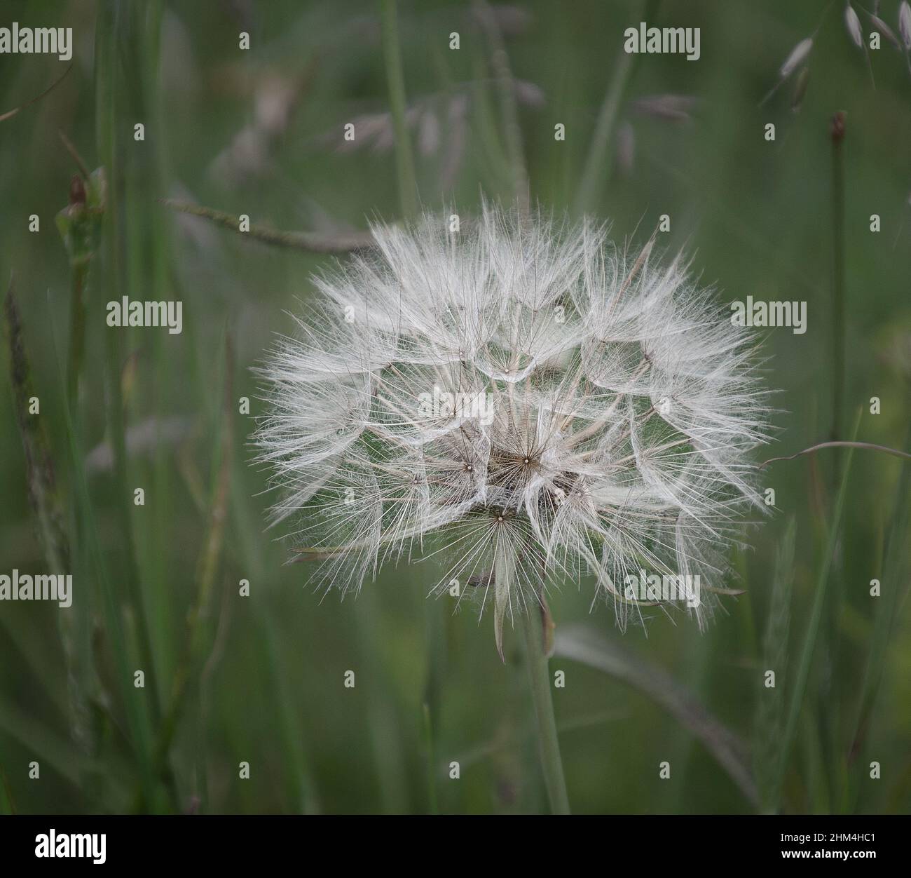 Goatsbeard seed head Stock Photo - Alamy