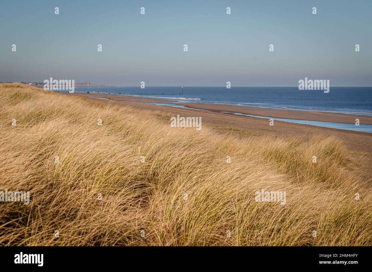 Marram grass on sand dunes Stock Photo - Alamy