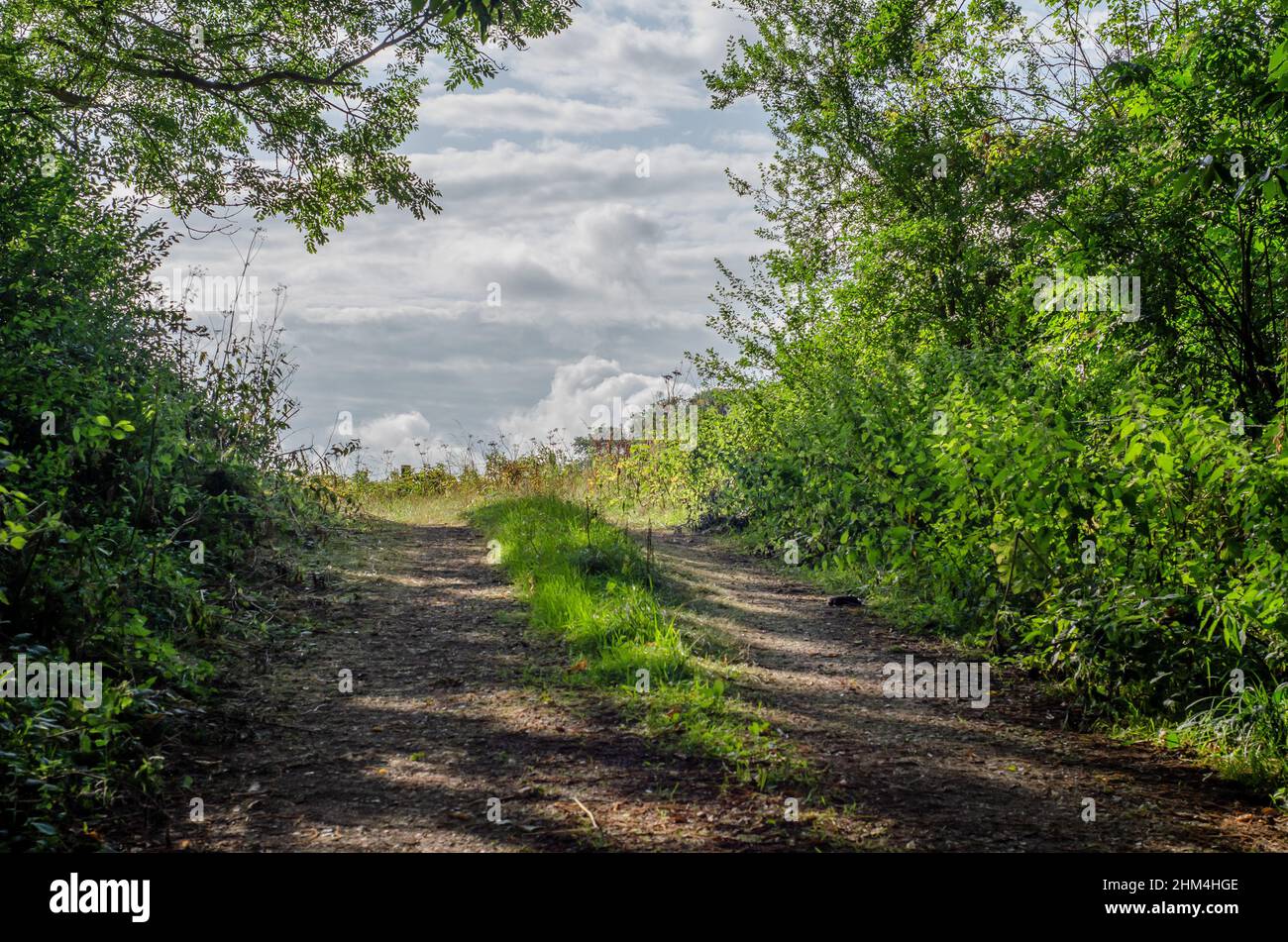 Country lane hedges hi-res stock photography and images - Alamy