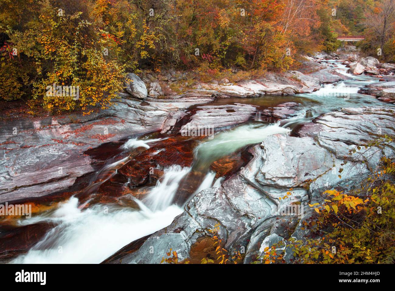 Cortex phellodendri hi-res stock photography and images - Alamy