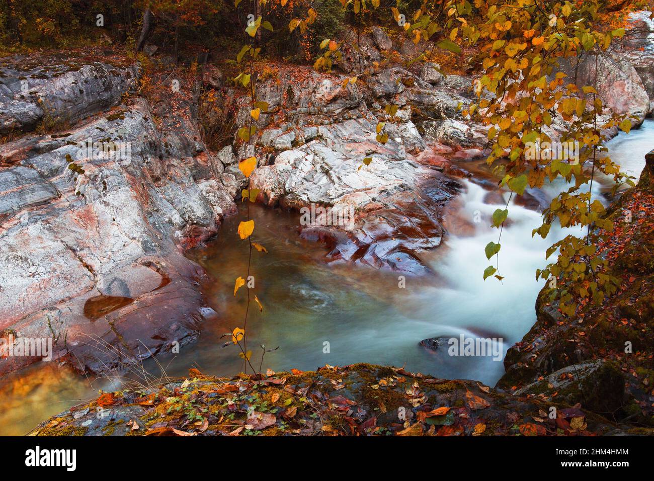 Cortex phellodendri hi-res stock photography and images - Alamy