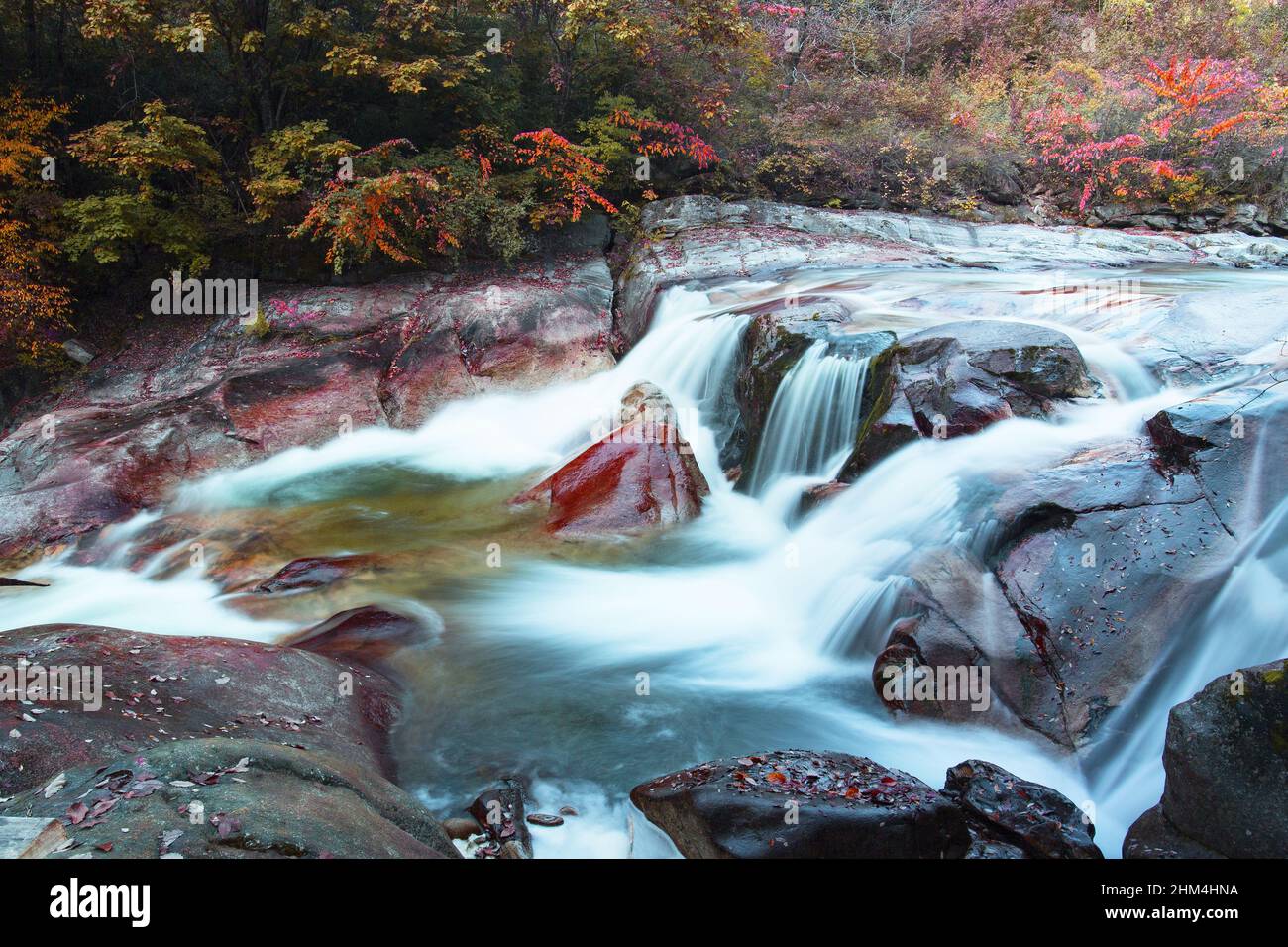 Cortex phellodendri hi-res stock photography and images - Alamy