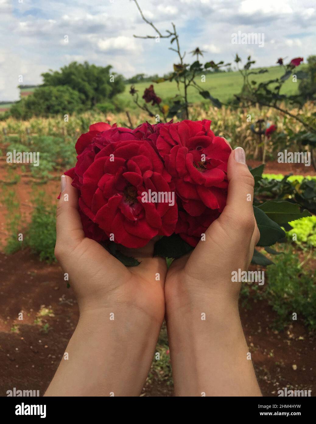 Female hand holding red roses flower with farm background. Earth day ...