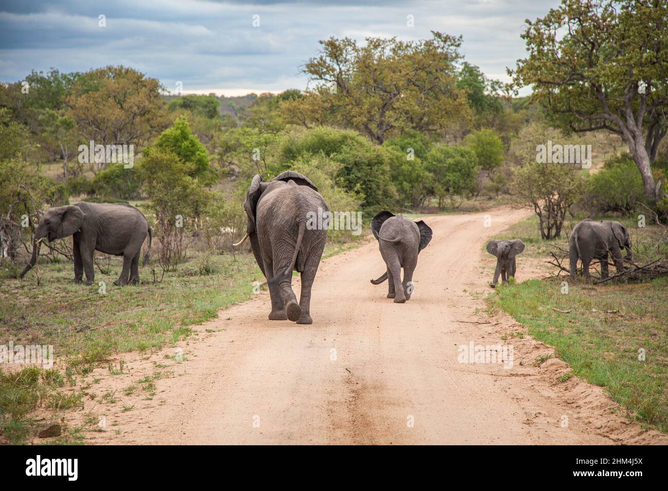 Family of elephants with babies in savanna. Kruger National Park ...