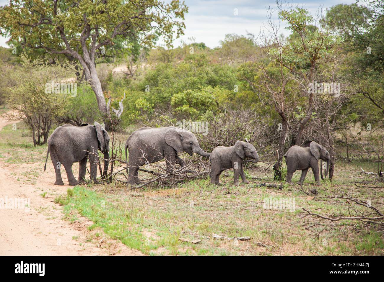 Family of elephants with babies in savanna. Kruger National Park ...