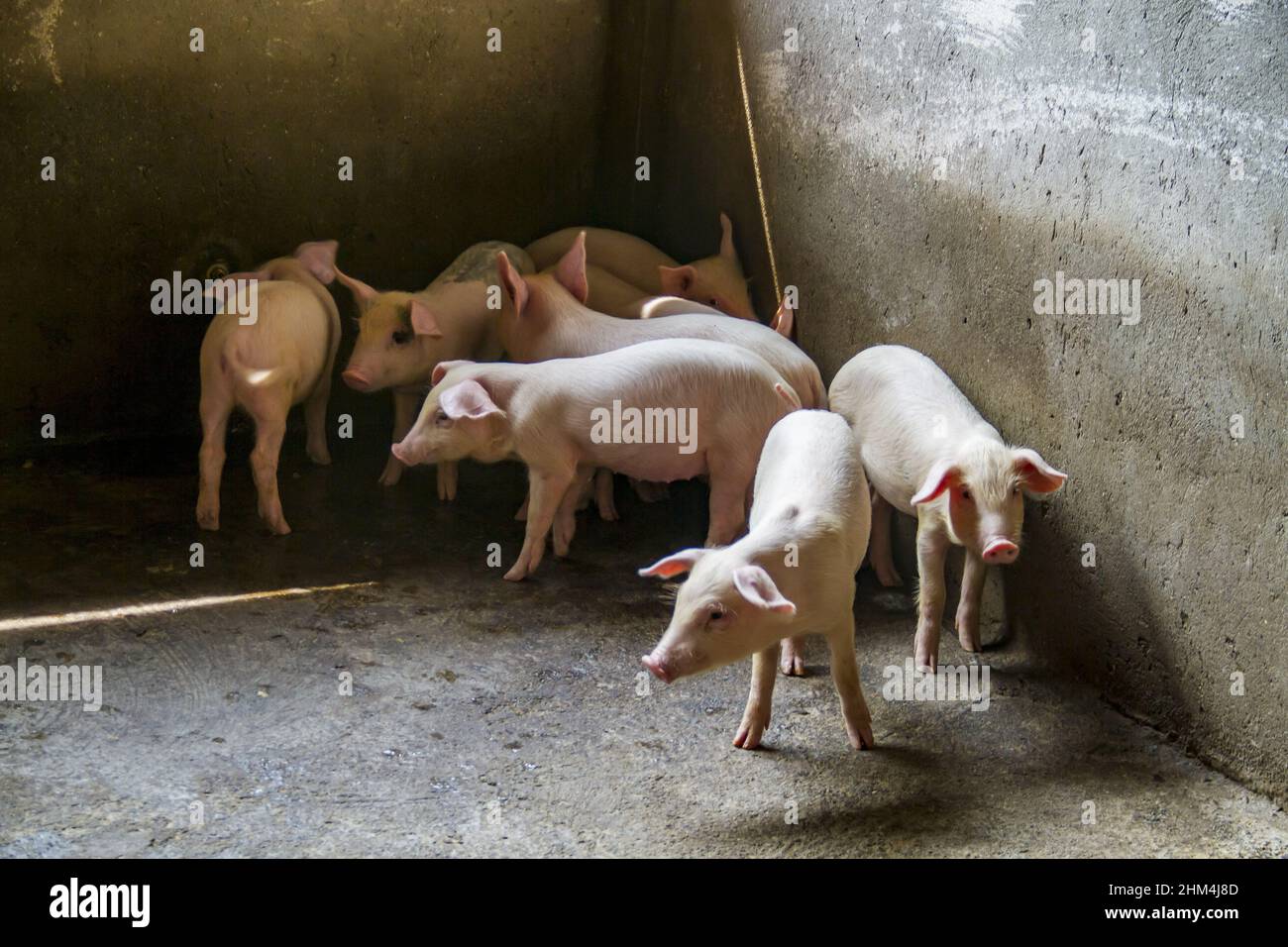 The little pig Stock Photo - Alamy