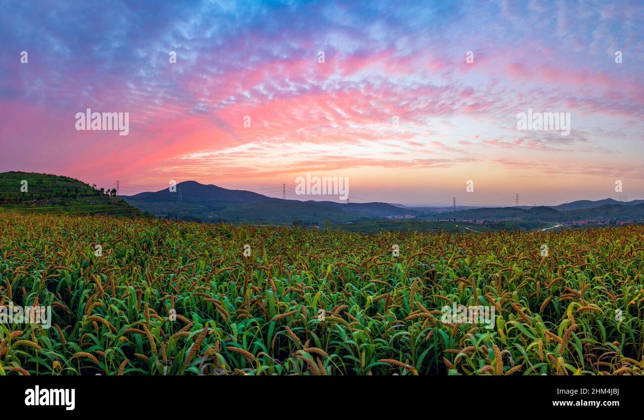 Millet farms hi-res stock photography and images - Alamy
