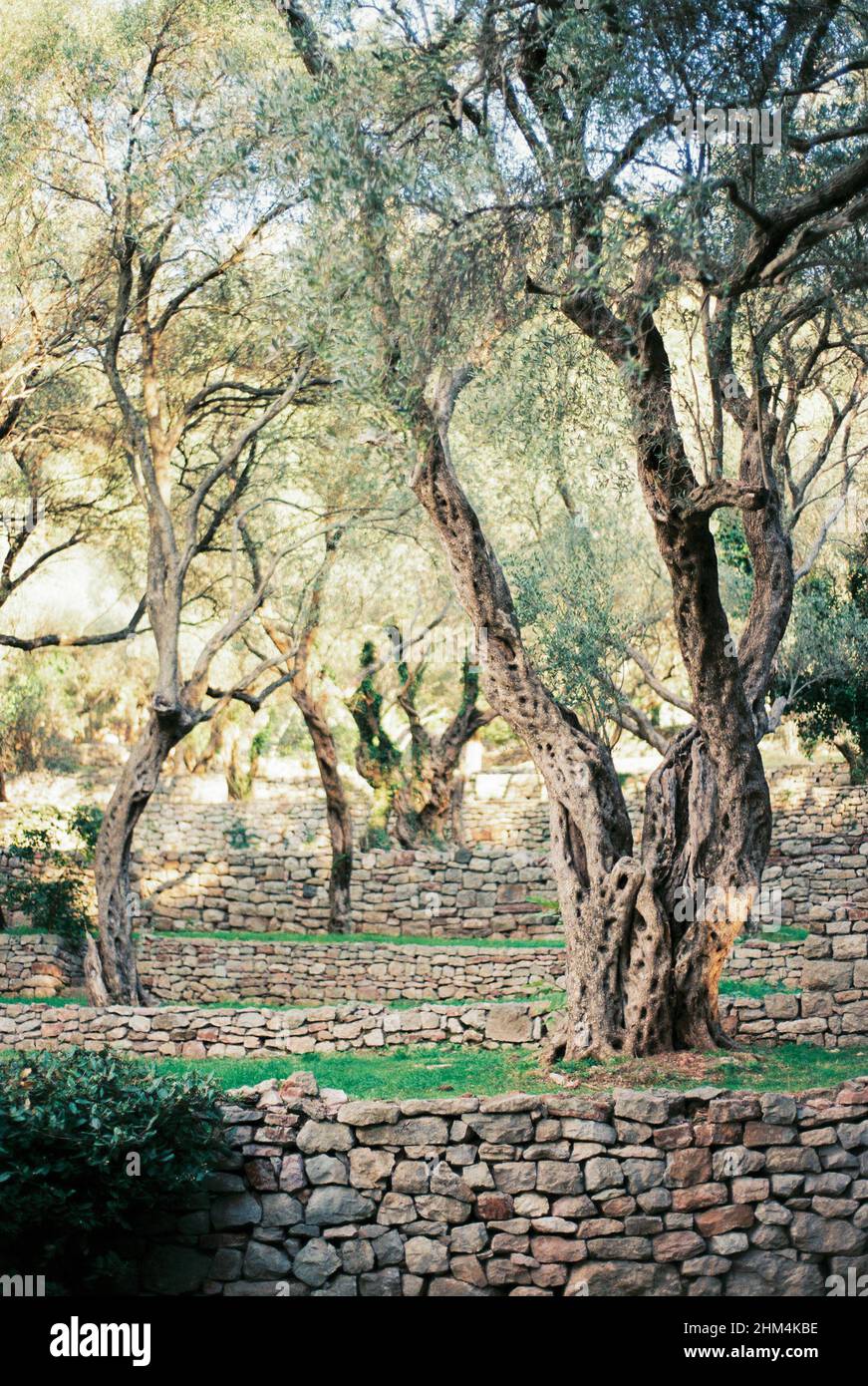 Green olive trees in a grove divided by stone fences Stock Photo - Alamy