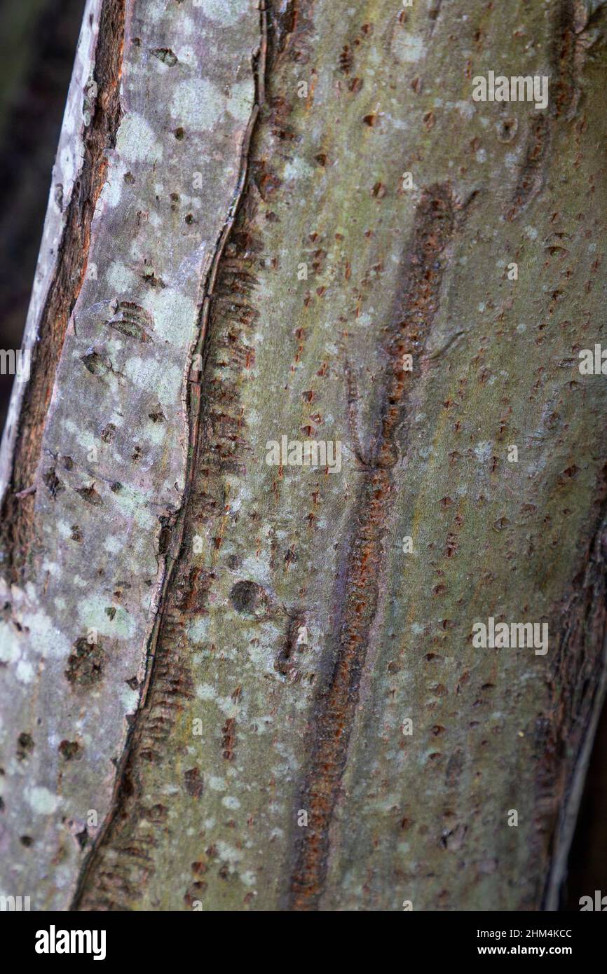 Salix cinerea oleifolia hi-res stock photography and images - Alamy