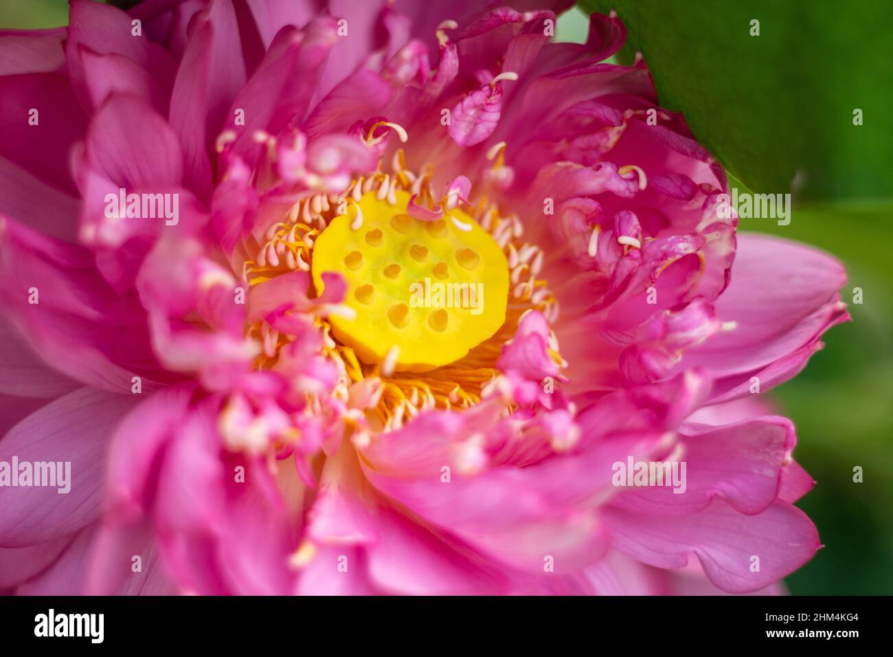 Potted lotus hi-res stock photography and images - Alamy