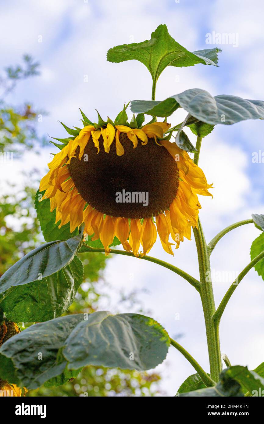 American giant sunflower hi-res stock photography and images - Alamy