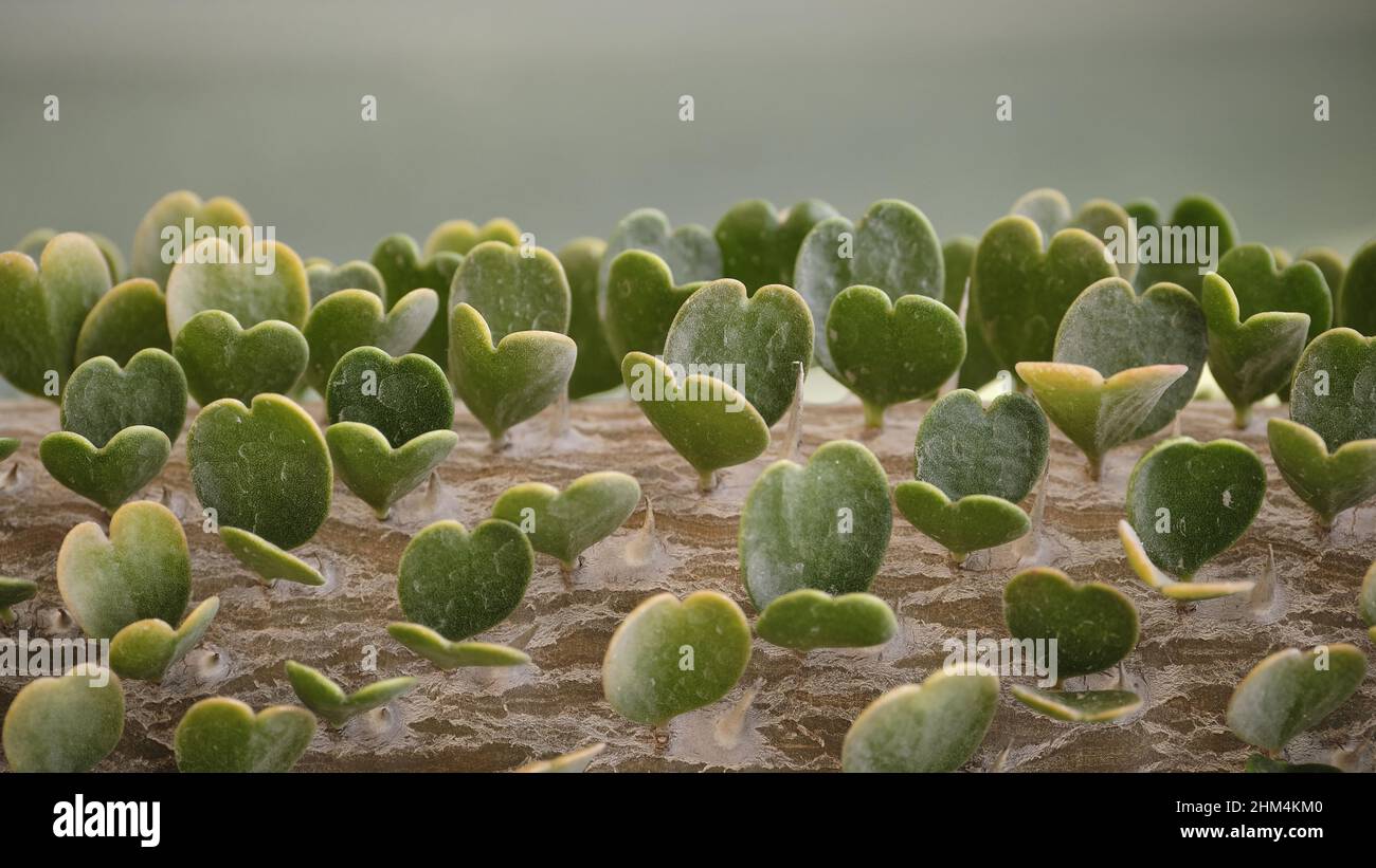 Plant features rounded hi-res stock photography and images - Alamy