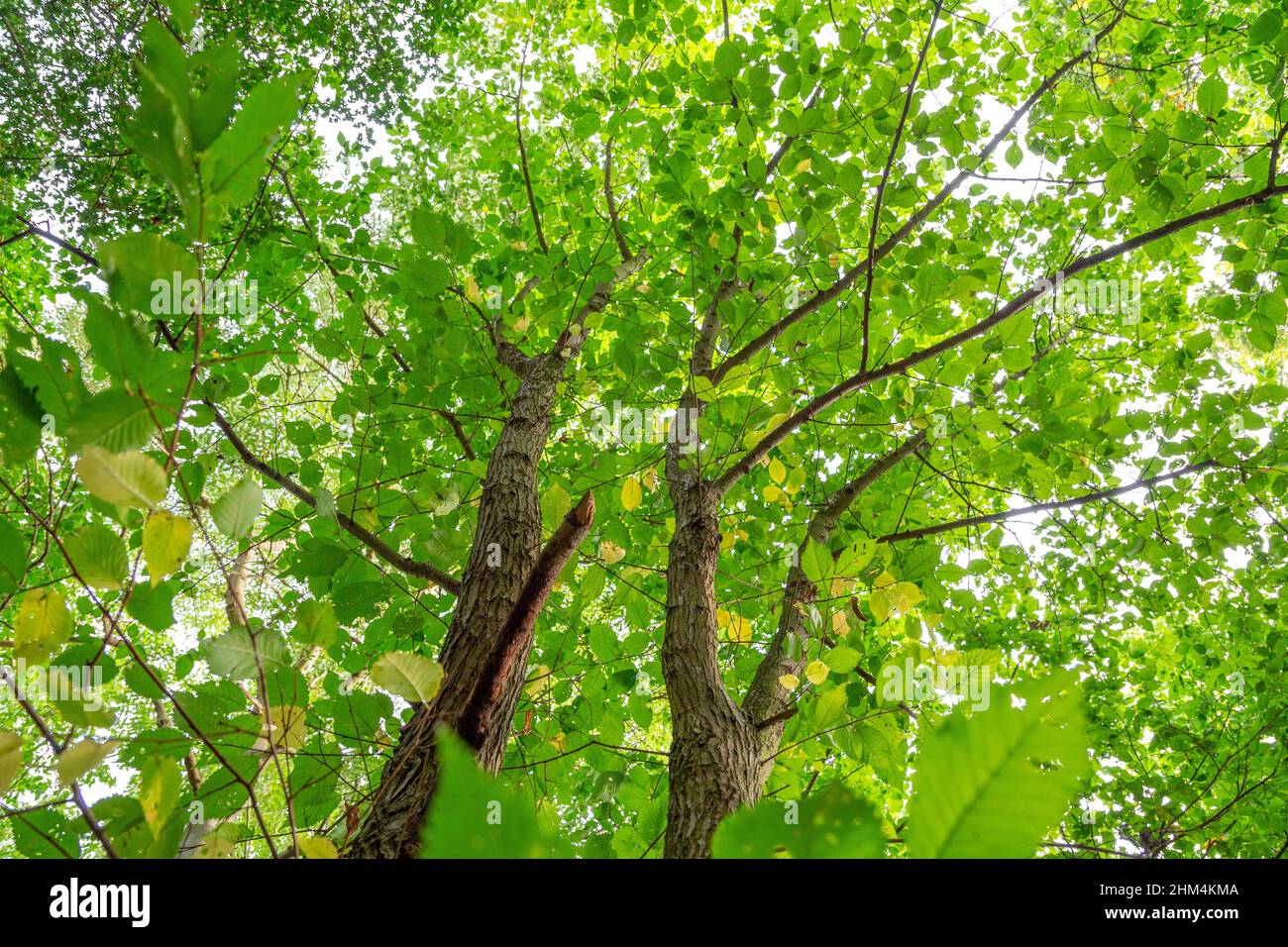 English elm tree ulmus procera hi-res stock photography and images - Alamy